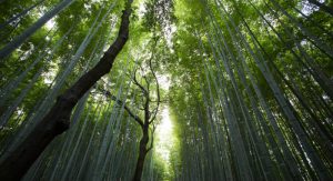 Is Bamboo Invasive? Why Your Home May Be At Risk